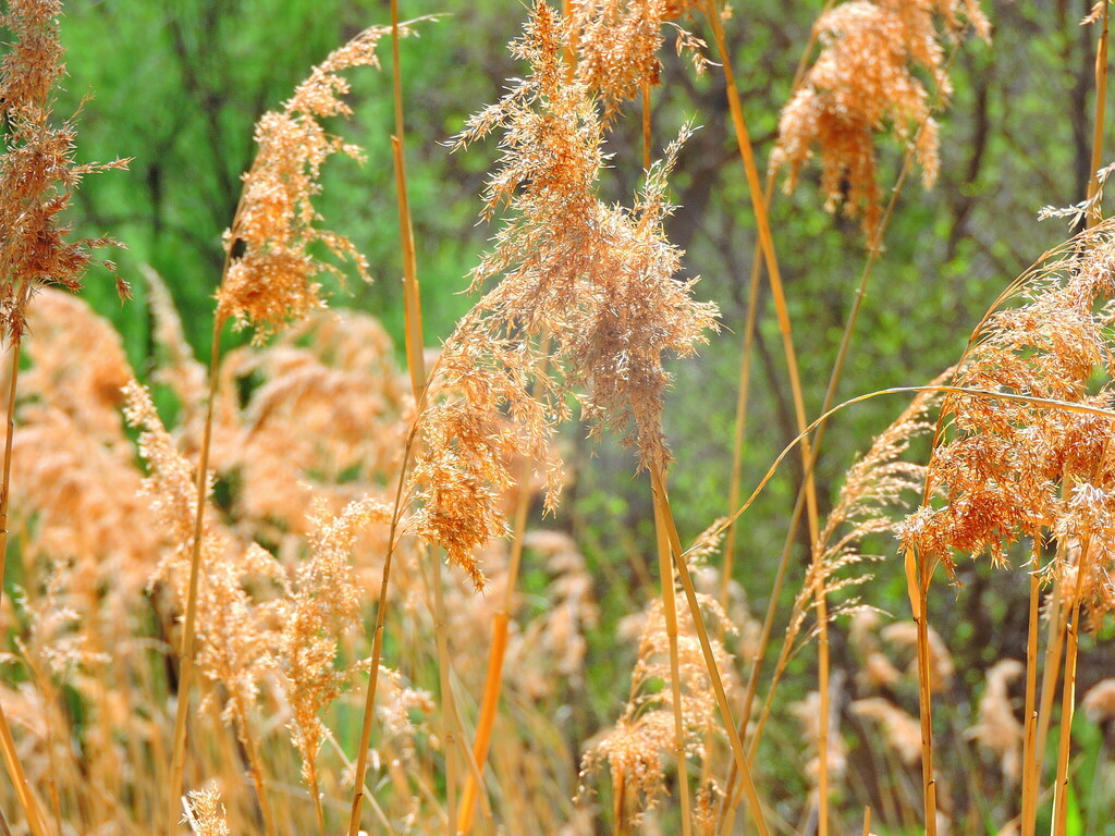 American common reed from Canyon, TX 79015, USA on April 29, 2023 at 03 ...