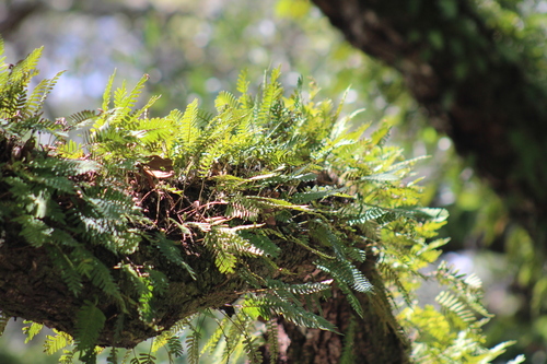 Observations by yeecaw · iNaturalist