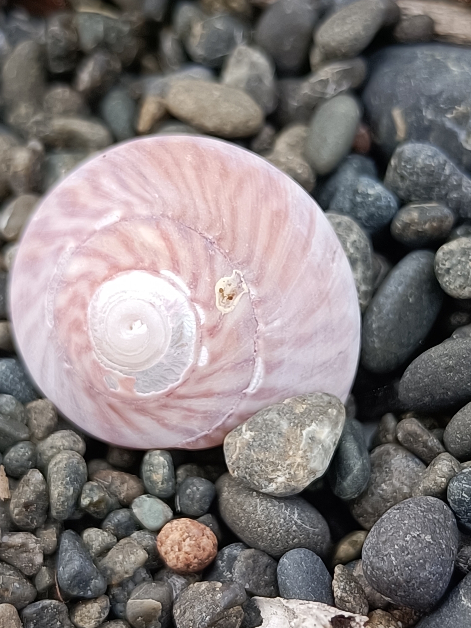 Zethalia zelandica (Hombron & Jacquinot, 1848)