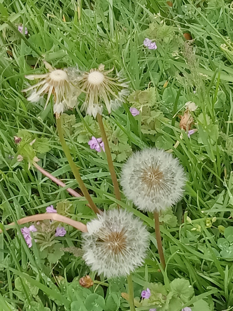common dandelion from Fairfax County VA, USA on April 29, 2023 at 03:04 ...