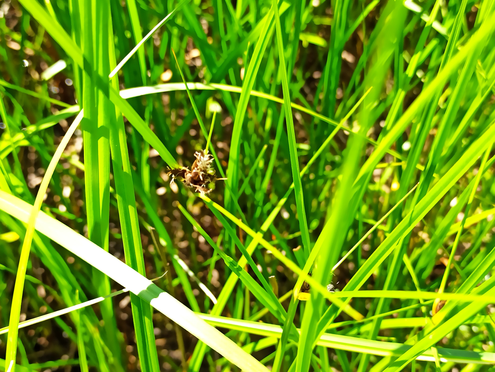 Bolboschoenus maritimus (L.) Palla