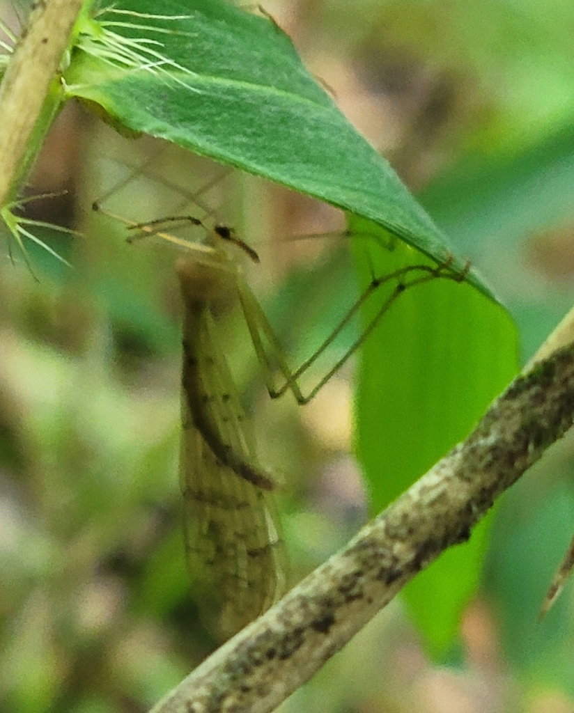 Bittacus from Midway, FL 32343, USA on April 30, 2023 at 12:17 PM by ...
