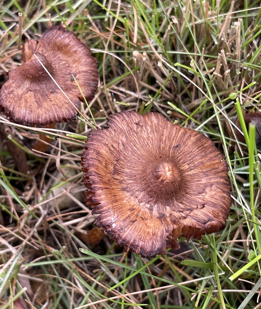 Descolea recedens from Boundary Tk E, Frankston South, VIC, AU on May ...