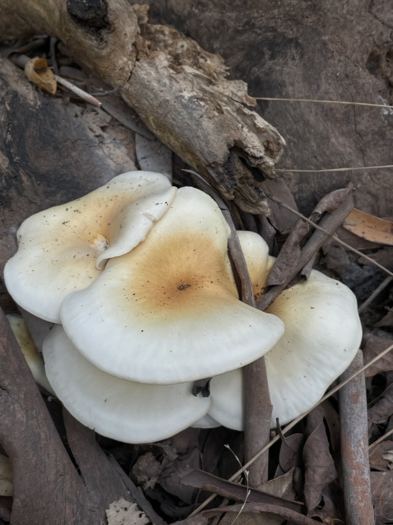ghost fungus from Neil Carroll Park, Nelson Bay, NSW, AU on May 01 ...
