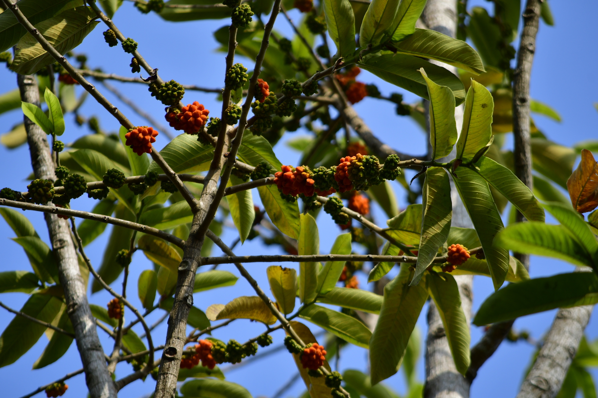 Castilla elastica Cerv.