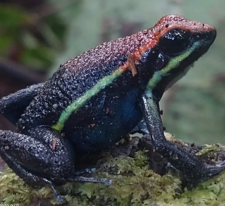 Manú Poison Frog from Moyabamba on April 30, 2023 at 01:16 PM by Floro ...