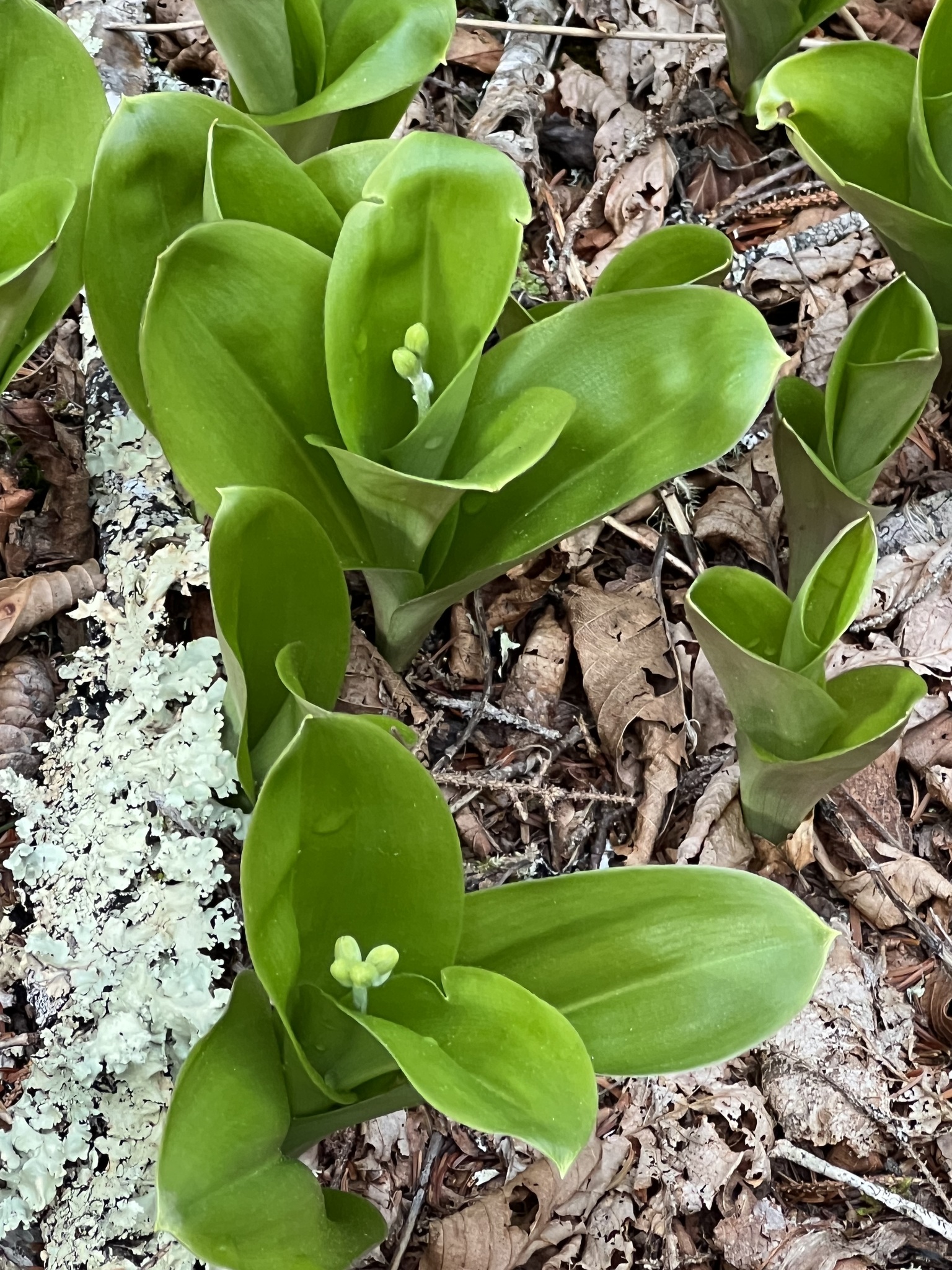 Clintonia borealis (Aiton) Raf.