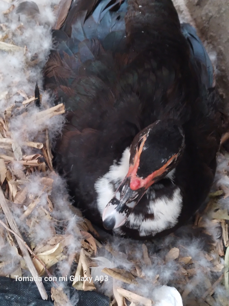 Domestic Muscovy Duck in April 2023 by Odalys Rosario Valdez Moreno ...