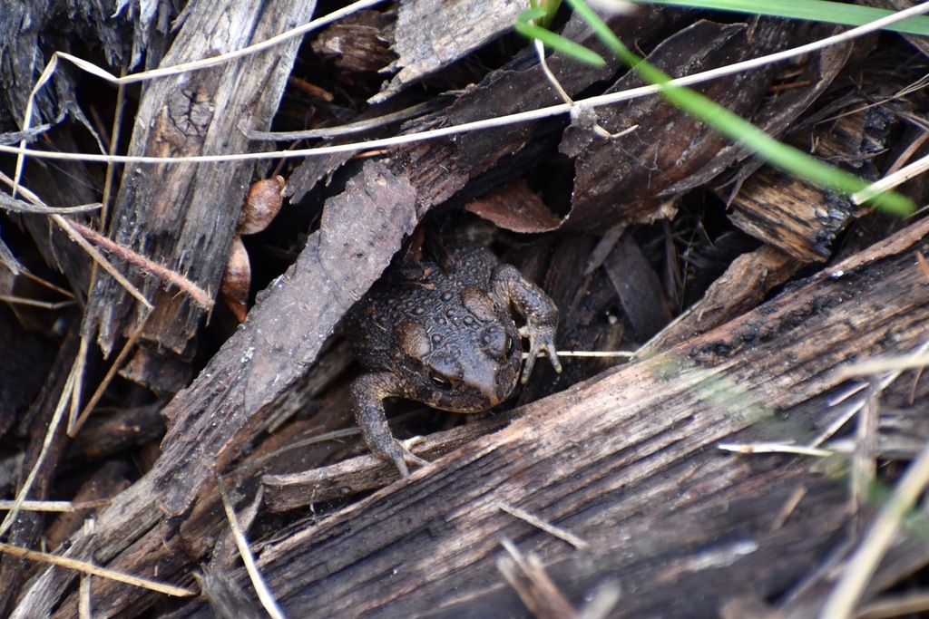 American Toad from Rosemère, QC, Canada on April 30, 2023 at 04:30 PM ...