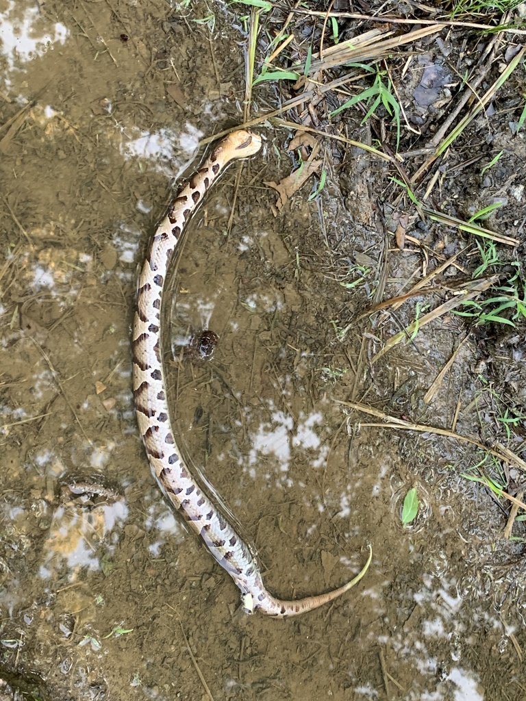 Eastern Copperhead from Arthurtown, Cayce, SC, US on April 30, 2023 at ...