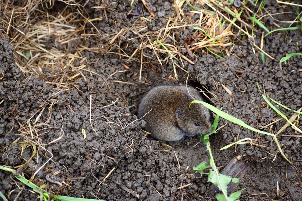 Meadow Vole from Rosemère, QC, Canada on April 30, 2023 at 04:36 PM by ...