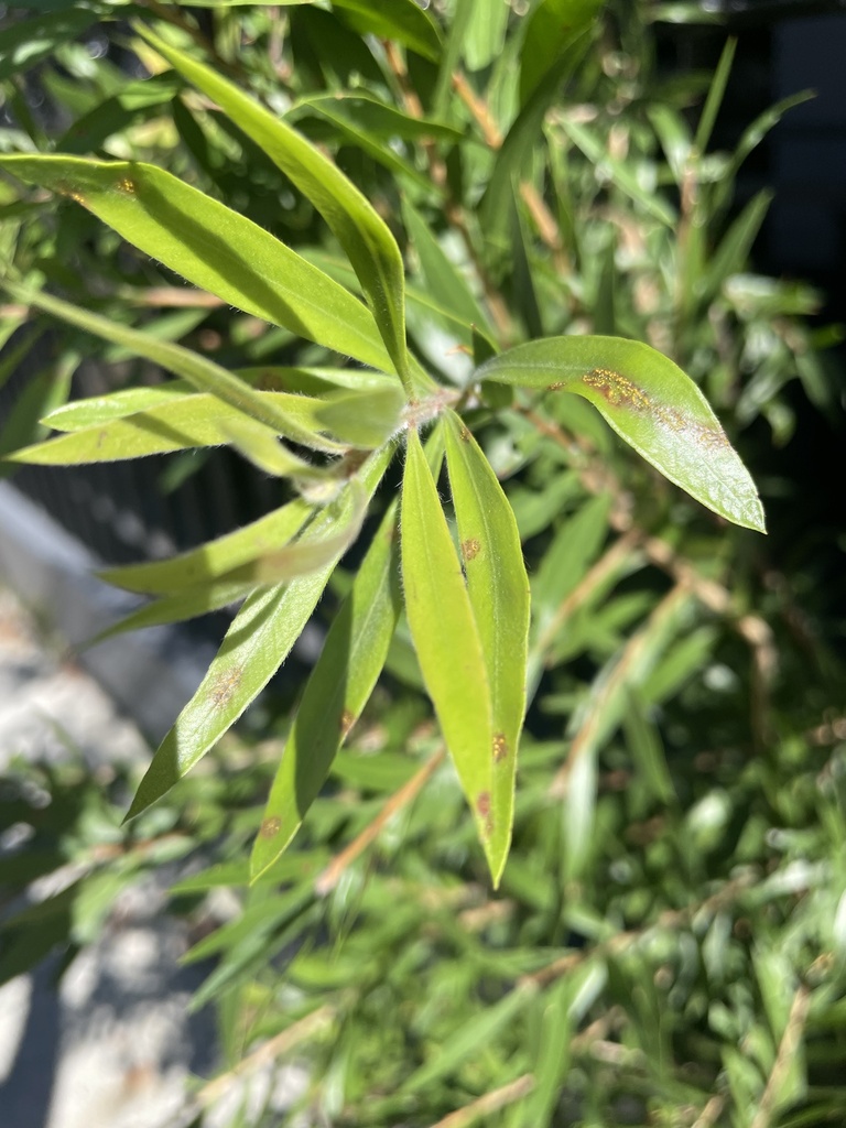 Myrtle Rust from Mitchell Rd, Alexandria, NSW, AU on May 1, 2023 at 10: ...