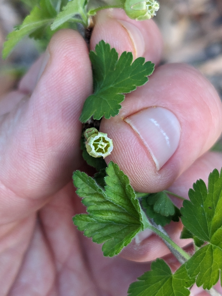 prickly gooseberry from Northside, Ann Arbor, MI, USA on April 30, 2023 ...