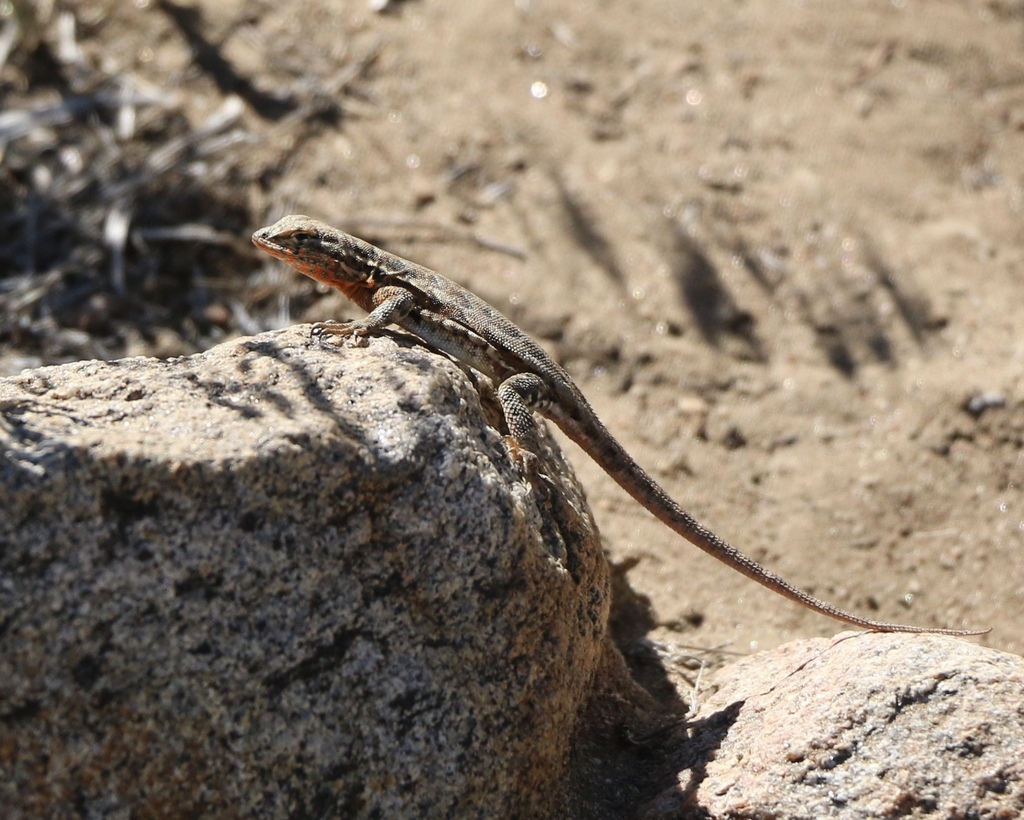Western Side-blotched Lizard from San Diego County, CA, USA on April 29 ...