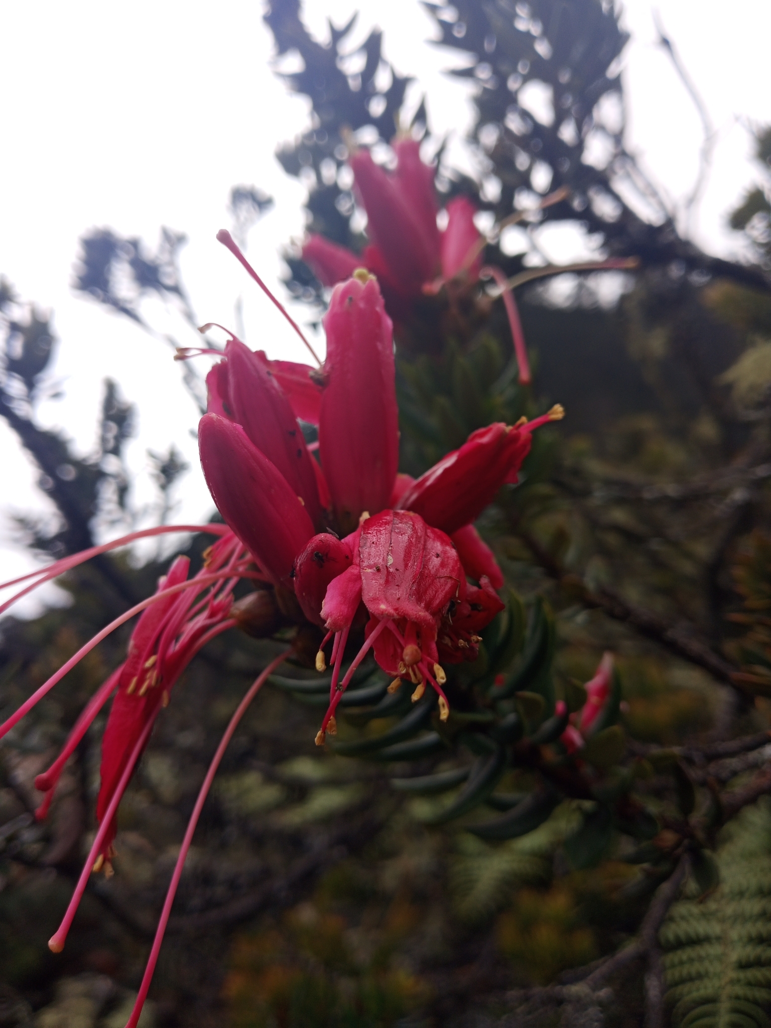 Bejaria resinosa Mutis ex L.fil.