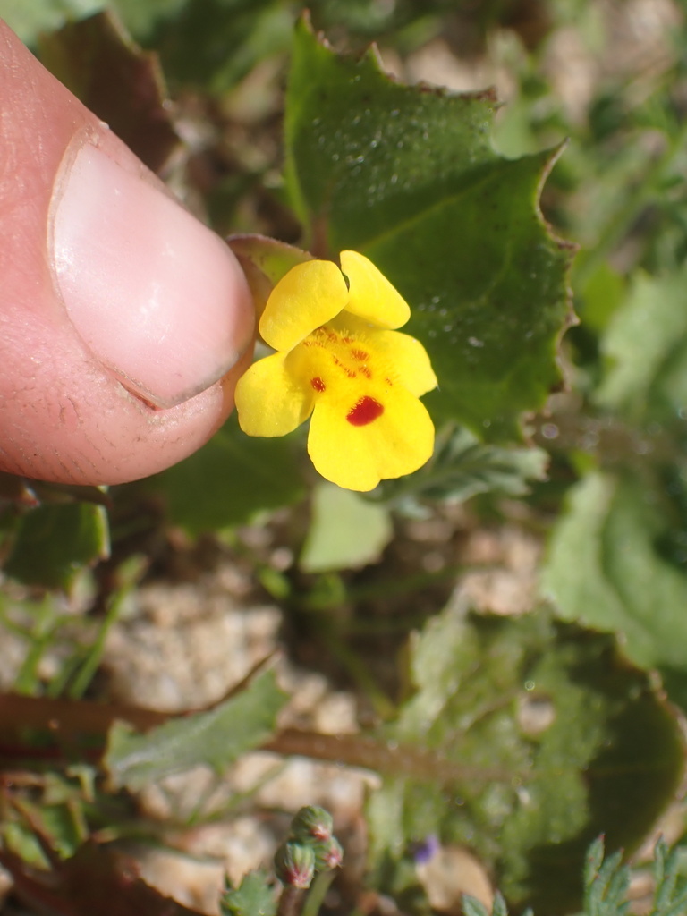 shy monkeyflower from Mojave River Forks Regional Park, San Bernardino ...