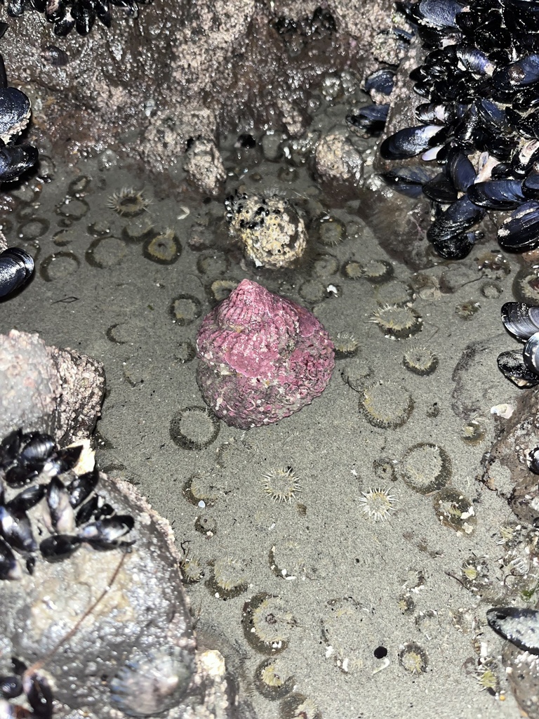 Cook's Turban from South Pacific Ocean, Canterbury, NZ on April 30 ...