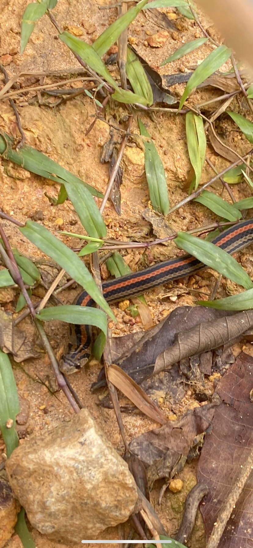 Oligodon octolineatus (Schneider, 1801)