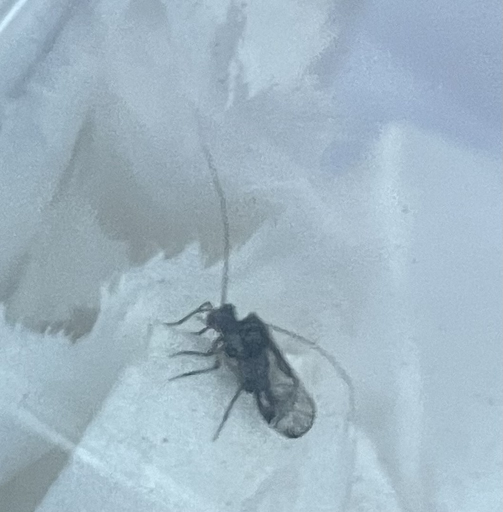 Barklice, Booklice, and Parasitic Lice from Lick Creek Nature Center ...