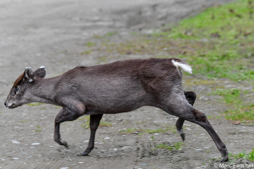 Tufted Deer (Elaphodus cephalophus) - Know Your Mammals