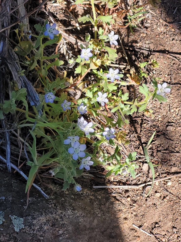 Menzies' baby blue eyes from Cuyamaca Rancho State Park, San Diego ...