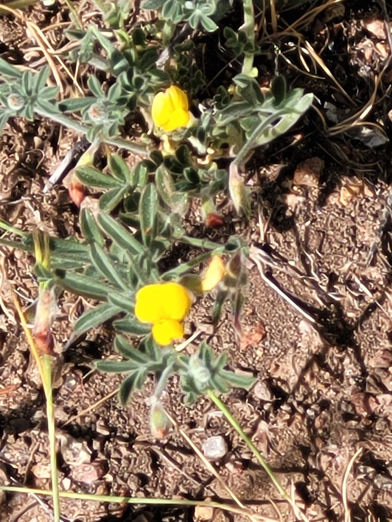 strigose lotus from Cuyamaca Rancho State Park, San Diego County, US-CA ...