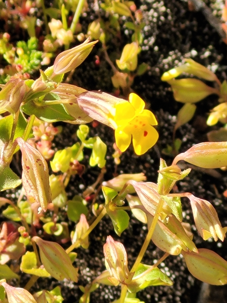 shy monkeyflower from Cuyamaca Rancho State Park, San Diego County, US ...