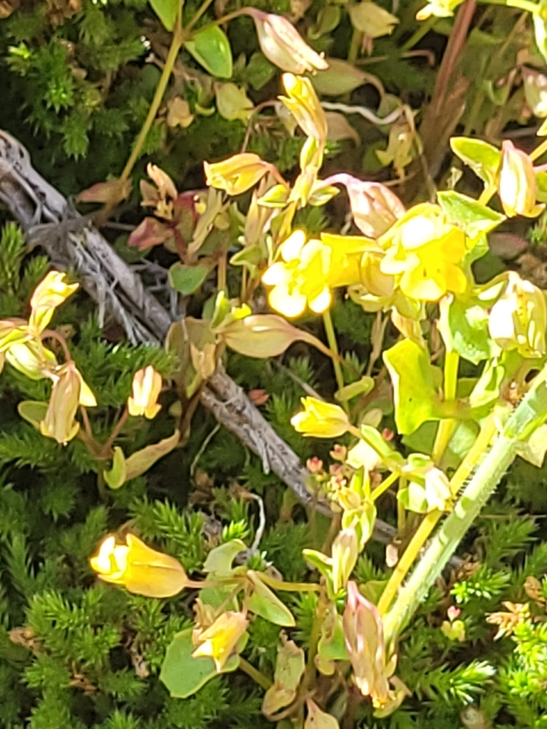 shy monkeyflower from Cuyamaca Rancho State Park, San Diego County, US ...