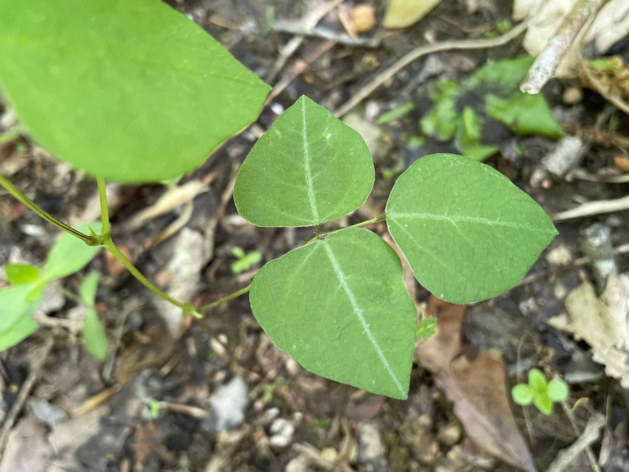 Amphicarpaea Elliott ex Nutt.