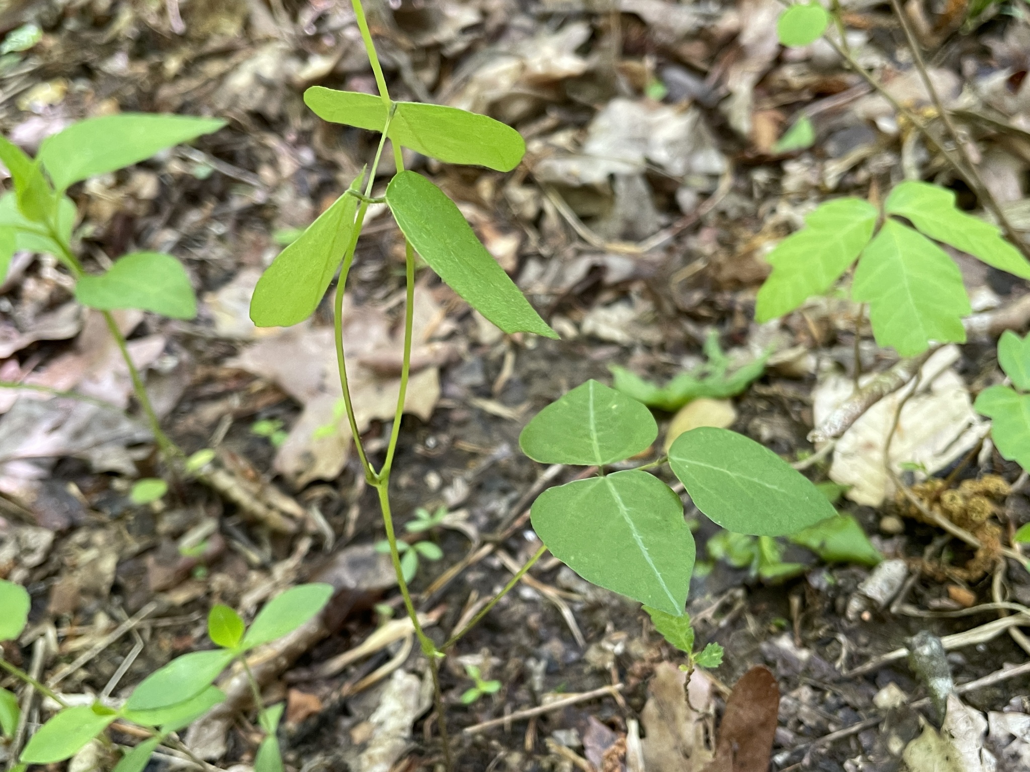 Amphicarpaea Elliott ex Nutt.