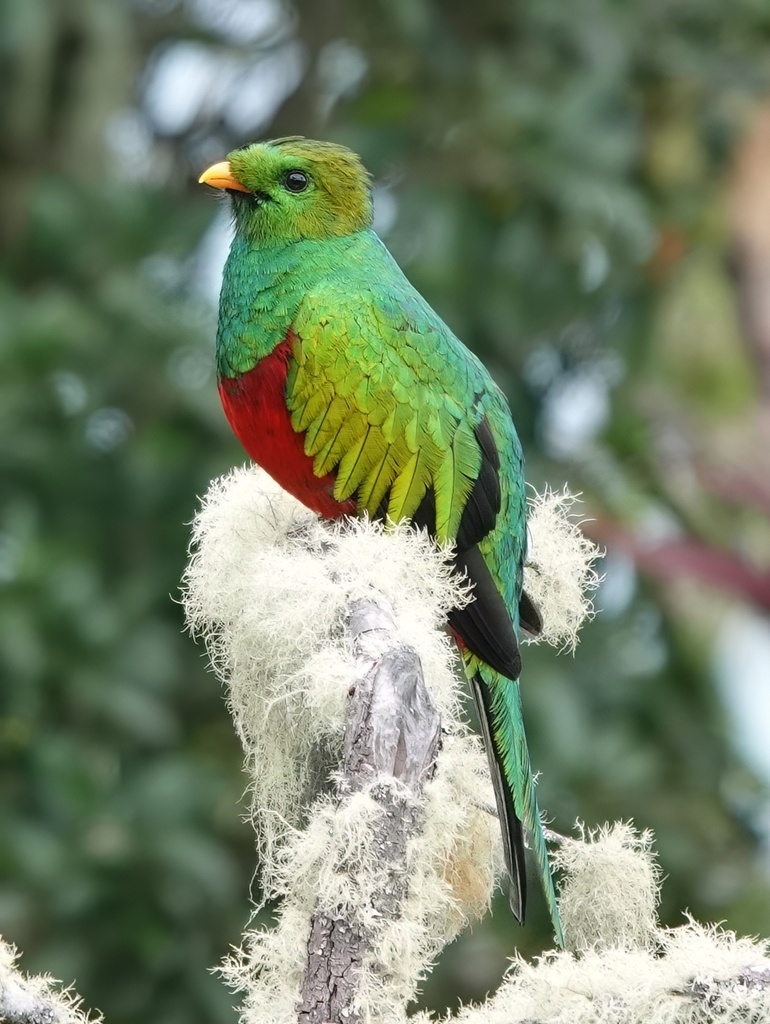 White-tipped Quetzal from Santa Marta (Dist. Esp.), CO-MA, CO on April ...