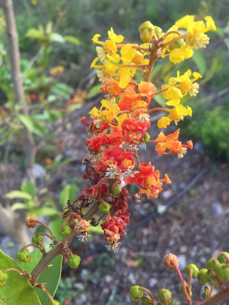 Byrsonima crassifolia (L.) Kunth