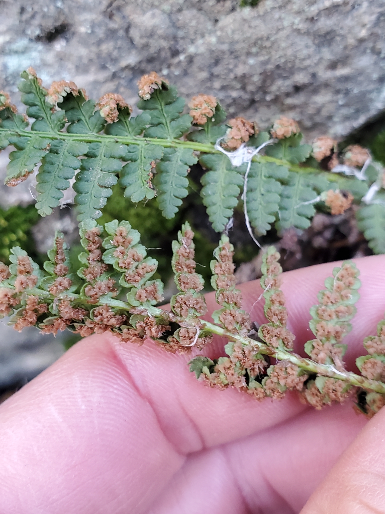 Dryopteris fragrans (L.) Schott