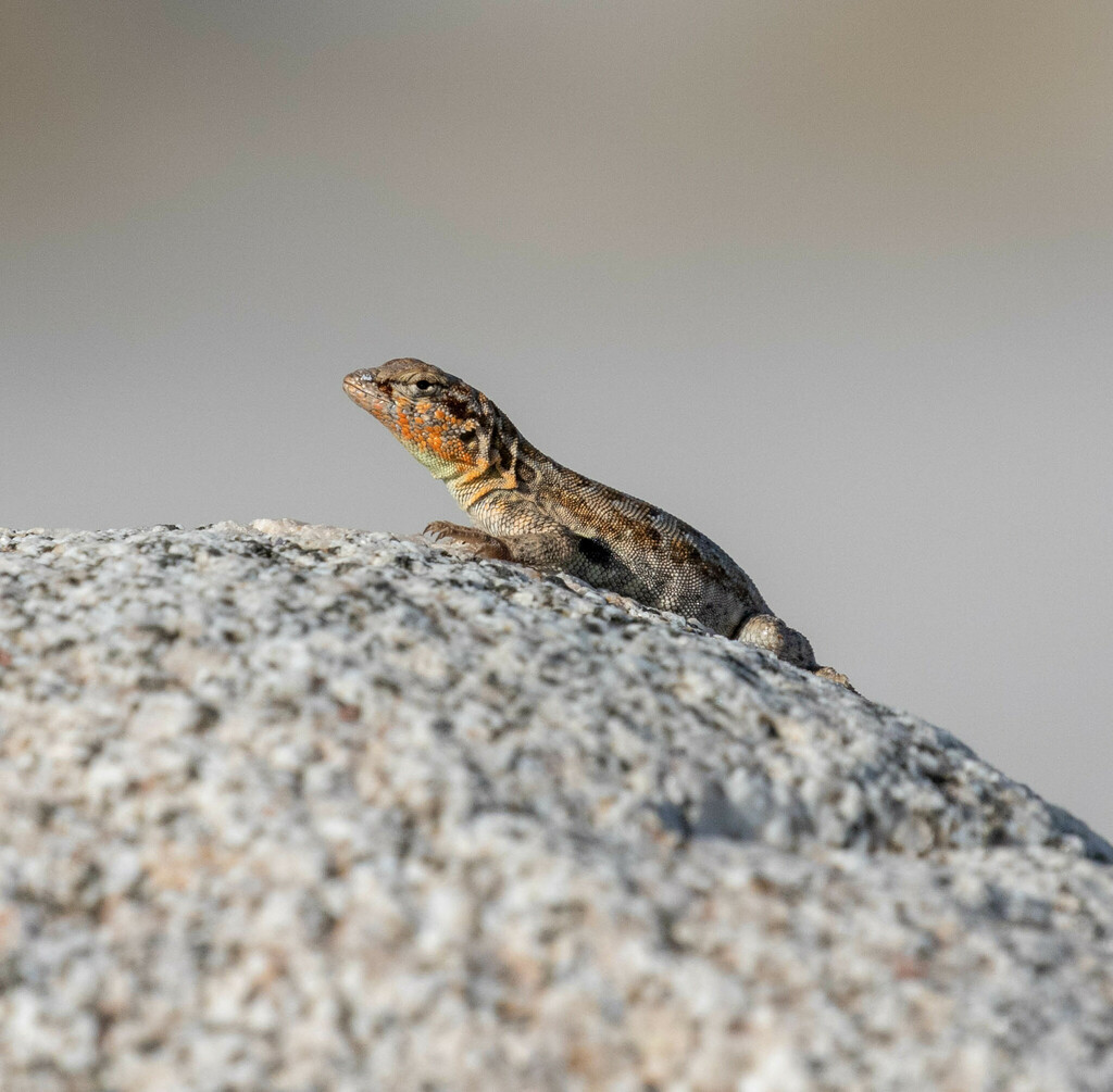 Common Side-blotched Lizard from San Diego County, CA, USA on April 08 ...
