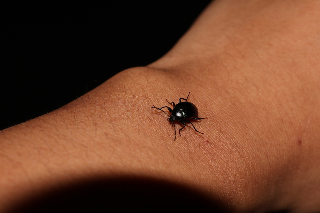 Amarygmini from Gold Coast QLD, Australia on April 29, 2023 at 08:44 PM ...