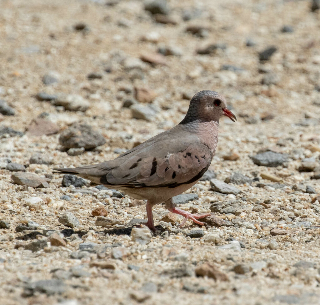 Common Ground Dove from Borrego Springs, CA 92004, USA on April 08 ...