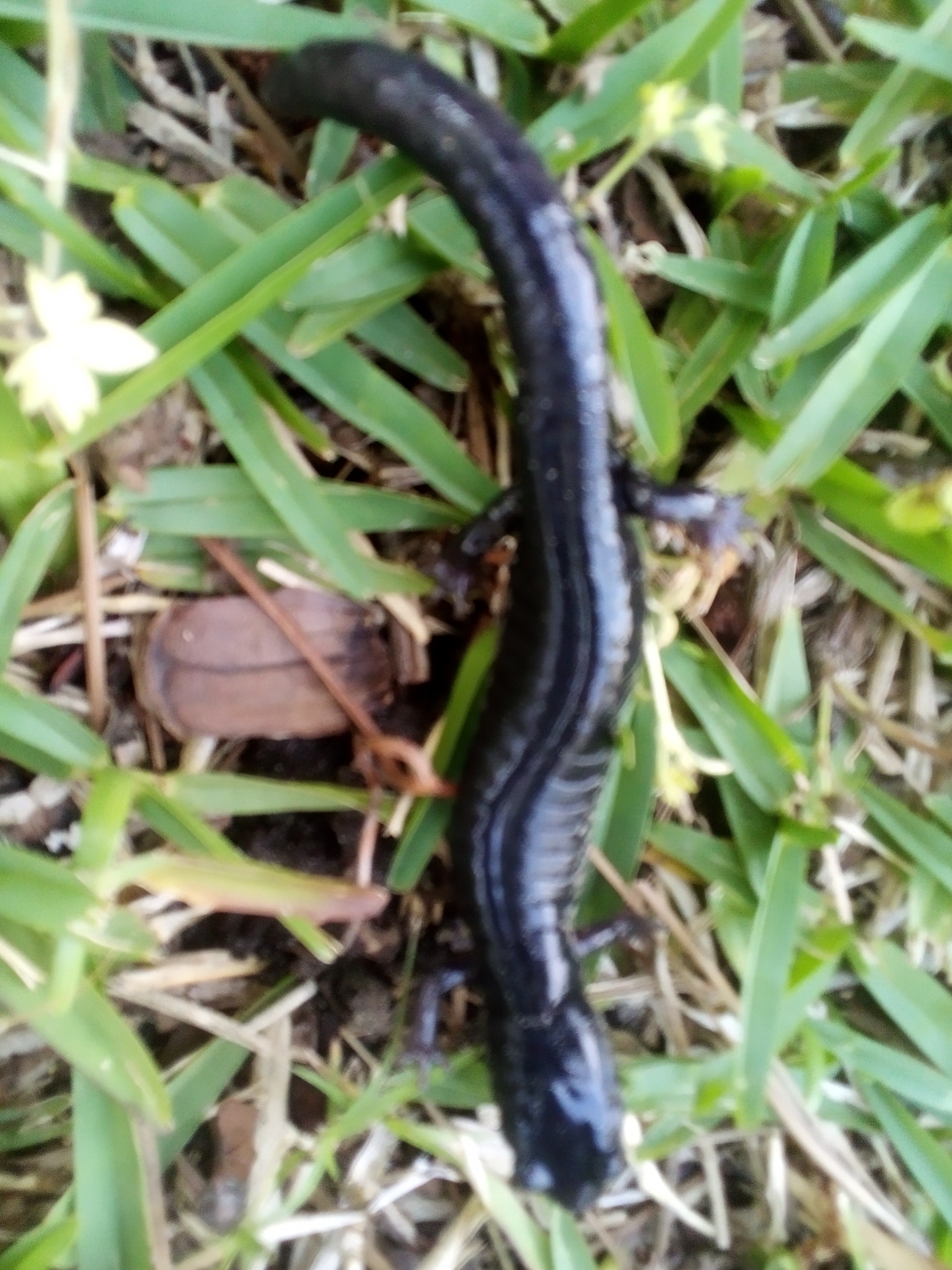 Plethodon chlorobryonis Mittleman, 1951