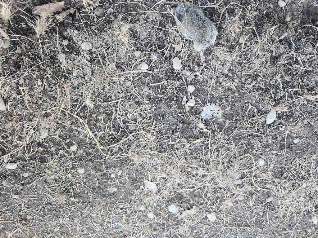 Meadow Vole from Wasilla, AK 99654, USA on April 30, 2023 at 12:24 PM ...