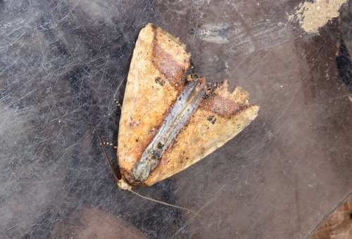 Bagada pyrochroma · iNaturalist Mexico