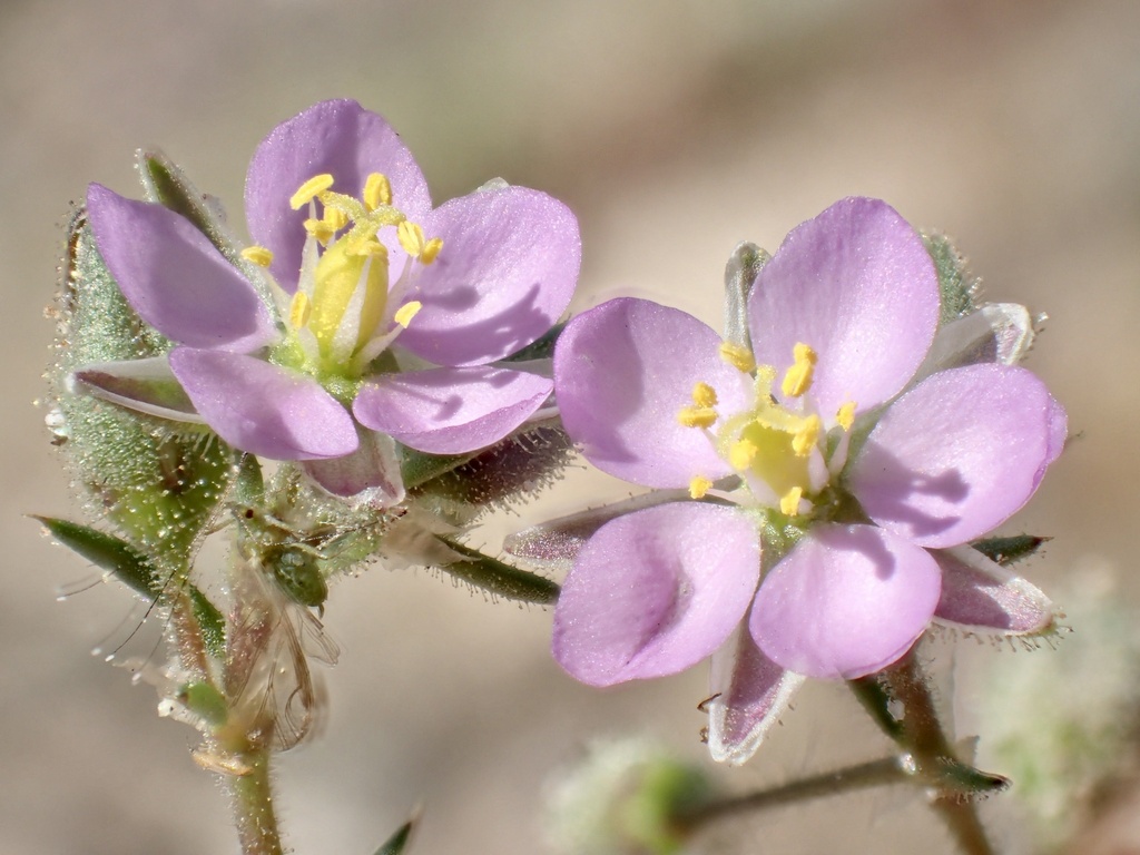 Red Sand Spurrey from Whiting Ranch Wilderness Park, Lake Forest, CA ...