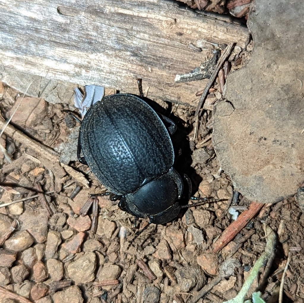 Darkling Beetles from Sundown QLD 4380, Australia on April 30, 2023 at ...