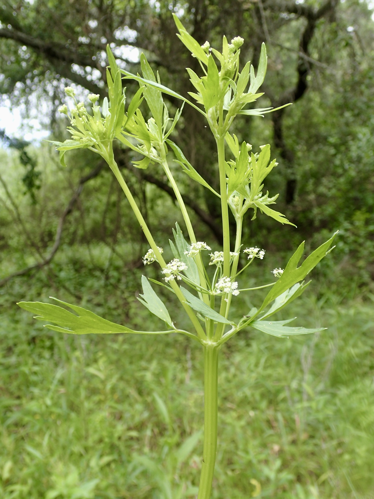 Apium graveolens L.