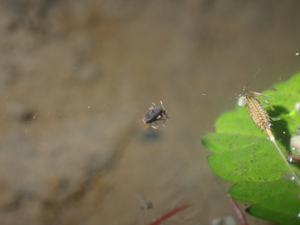 Microvelia japonica in April 2023 by azunyampus · iNaturalist
