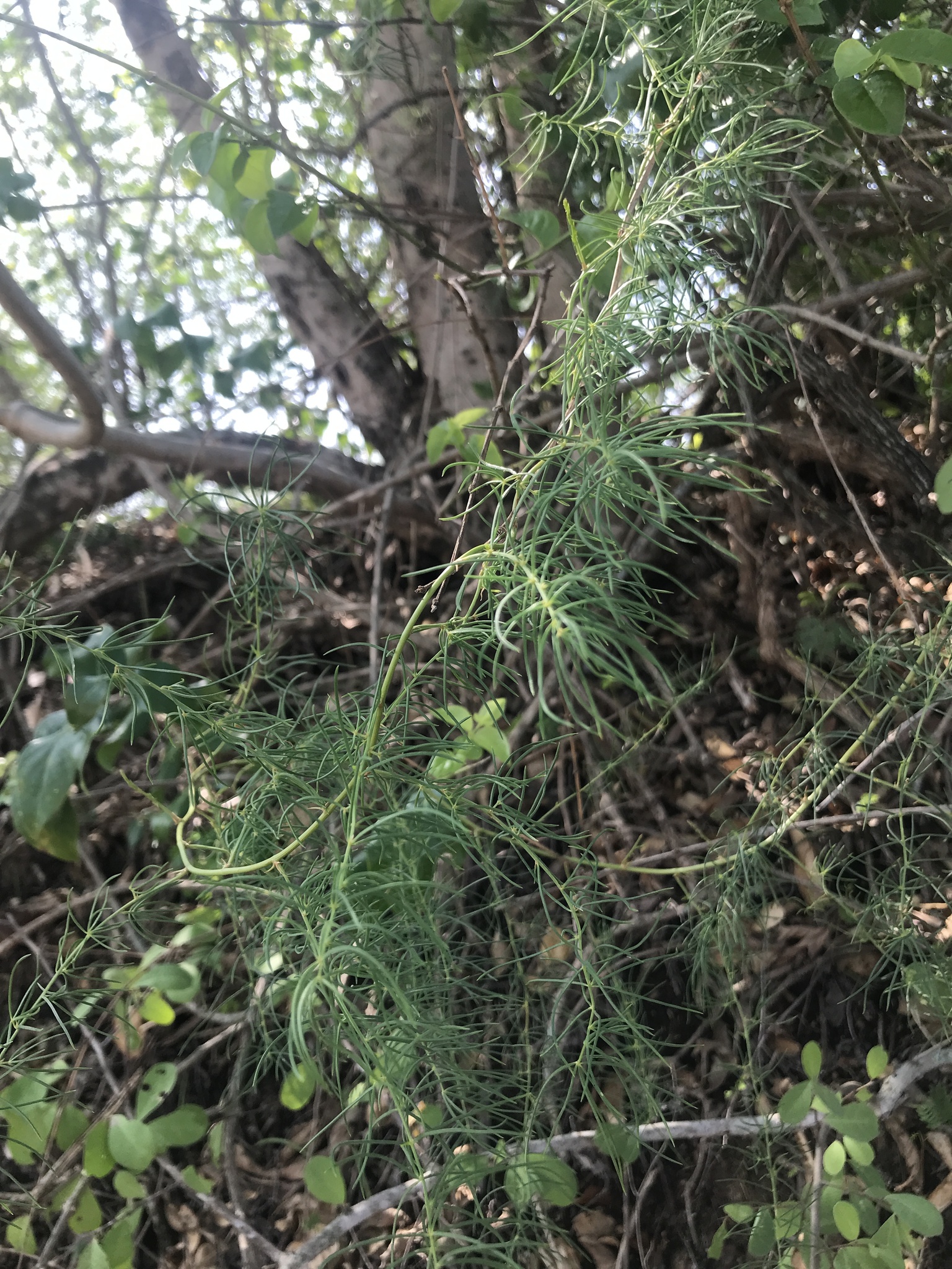 Asparagus racemosus Willd.