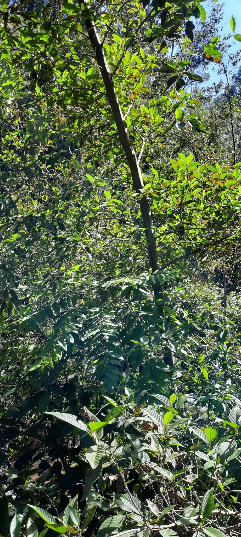 Alnus acuminata Kunth