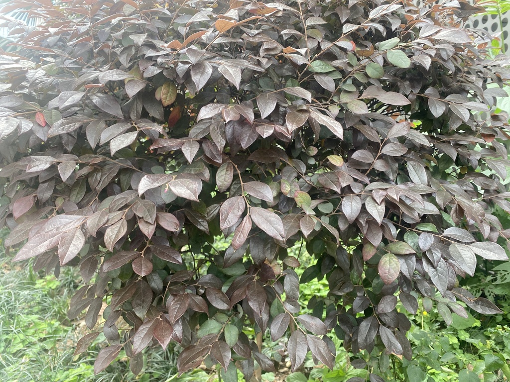 Red Strap Flower from 观音桥, 重庆市, CN on May 1, 2023 at 10:35 AM by xiongj ...