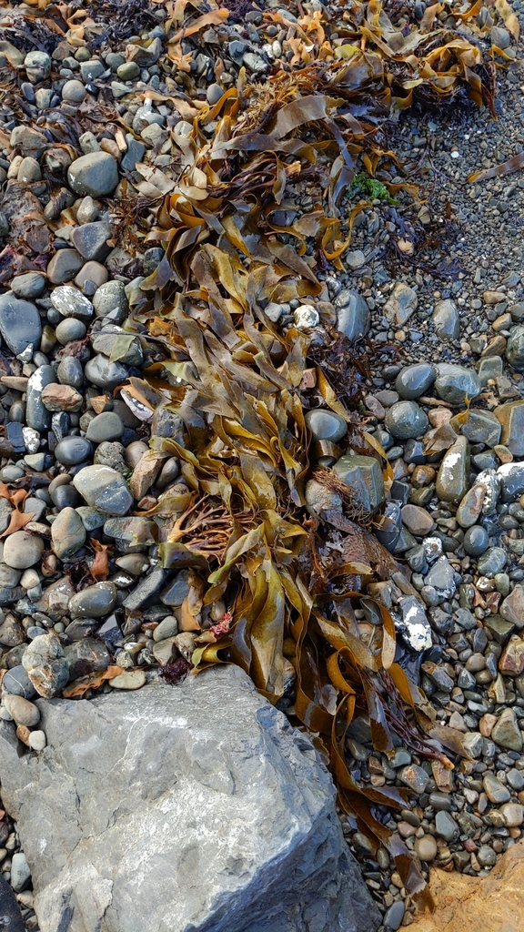 Lessonia variegata from Island Bay, Wellington, New Zealand on May 1 ...