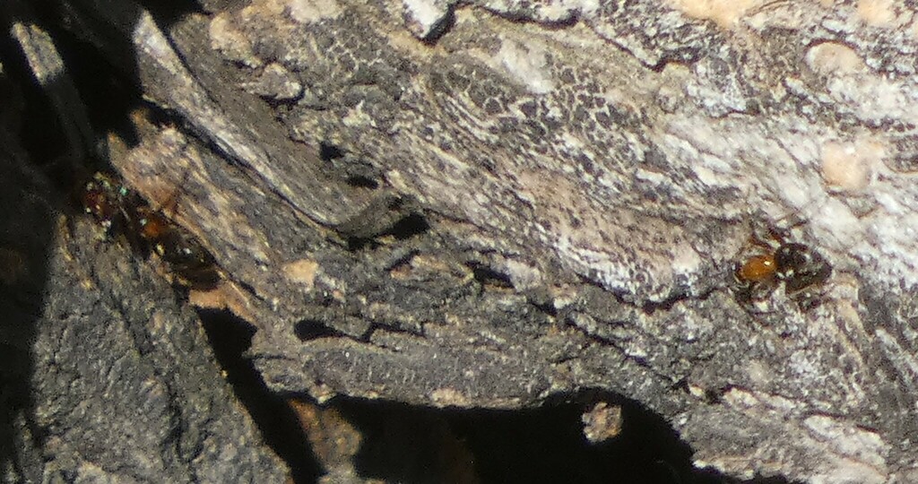 Western Velvety Tree Ant from Riverside County, CA, USA on April 30 ...