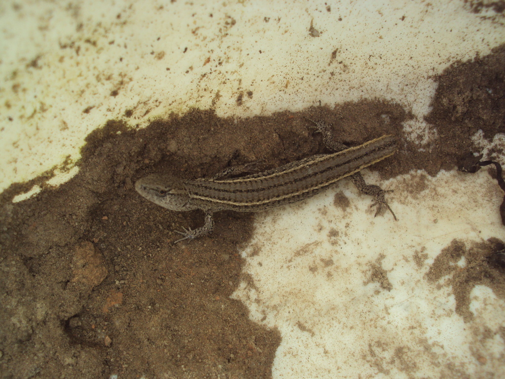 Schreibers' Many-fingered Teiid from González Moreno, Provincia de ...