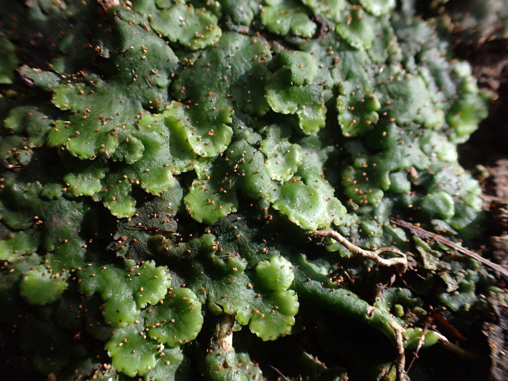 Monoclea forsteri from New Plymouth District, Taranaki, New Zealand on ...